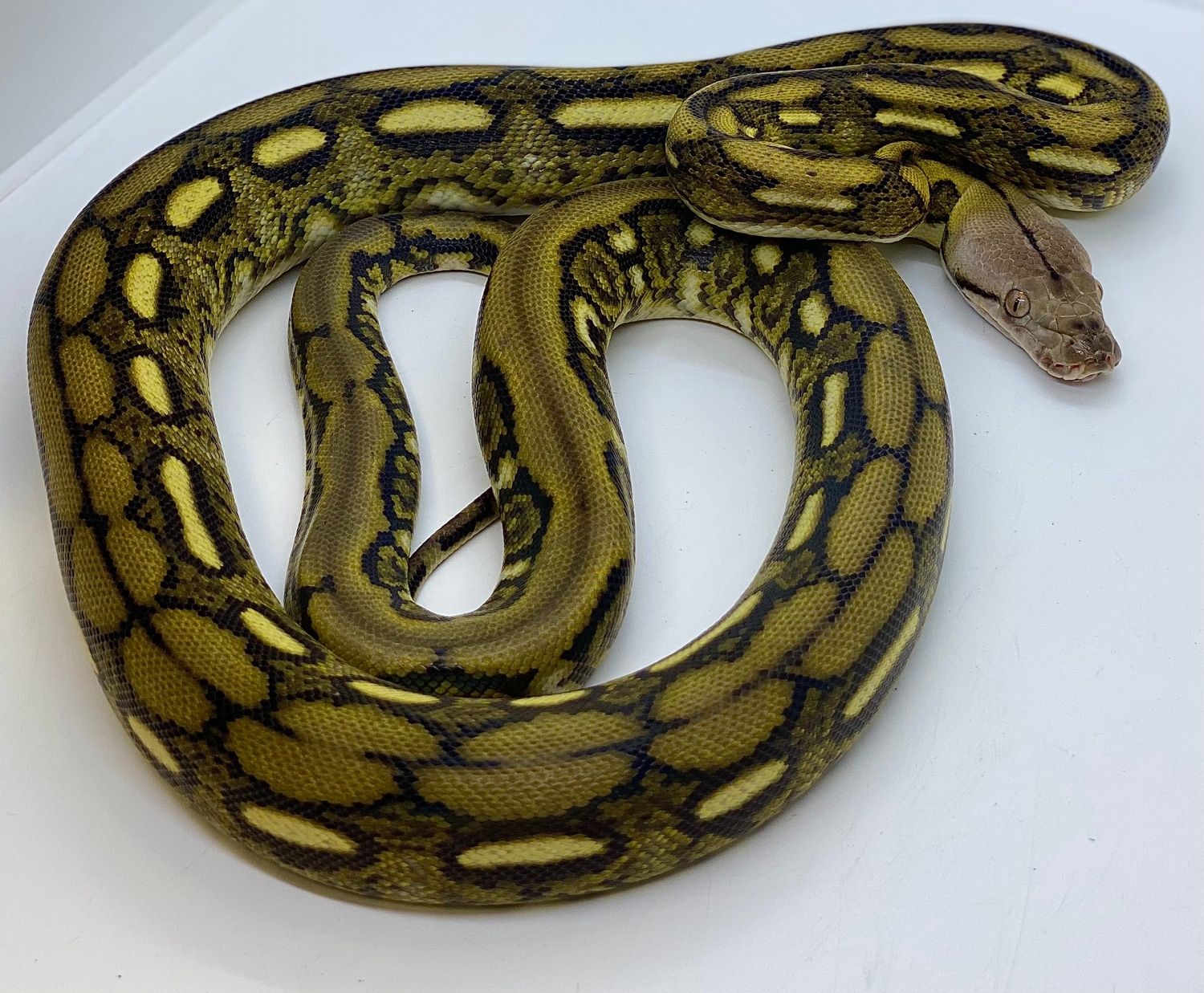 Tiger Het Snow Reticulated Python by Prehistoric Pets - MorphMarket