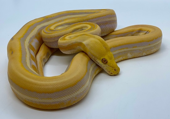 Purple Genetic Stripe Reticulated Python by Prehistoric Pets