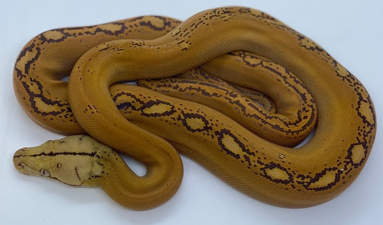Mochino Goldenchild Het Genetic Stripe Reticulated Python by ...