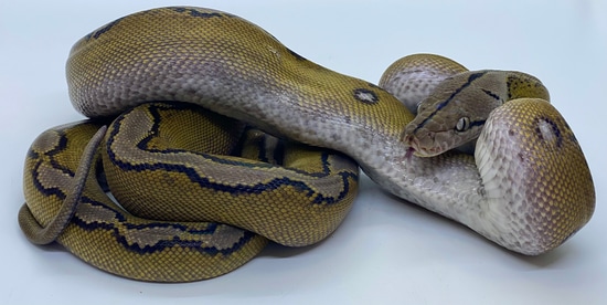 Sunfire Motley Double Het Albino Anthrax Pos Het Genetic Stripe ...