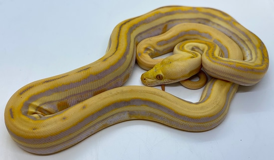 Purple Genetic Stripe Reticulated Python by Prehistoric Pets