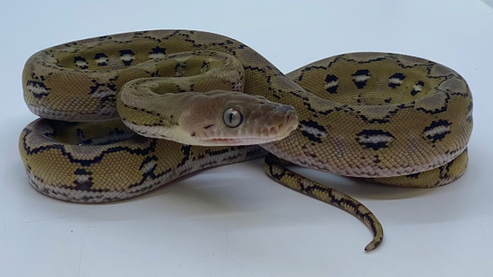 Anery Sunfire Platinum Reticulated Python by Prehistoric Pets