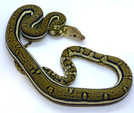 Tiger Anthrax Het Albino Pos Het Genetic Stripe Reticulated Python by ...