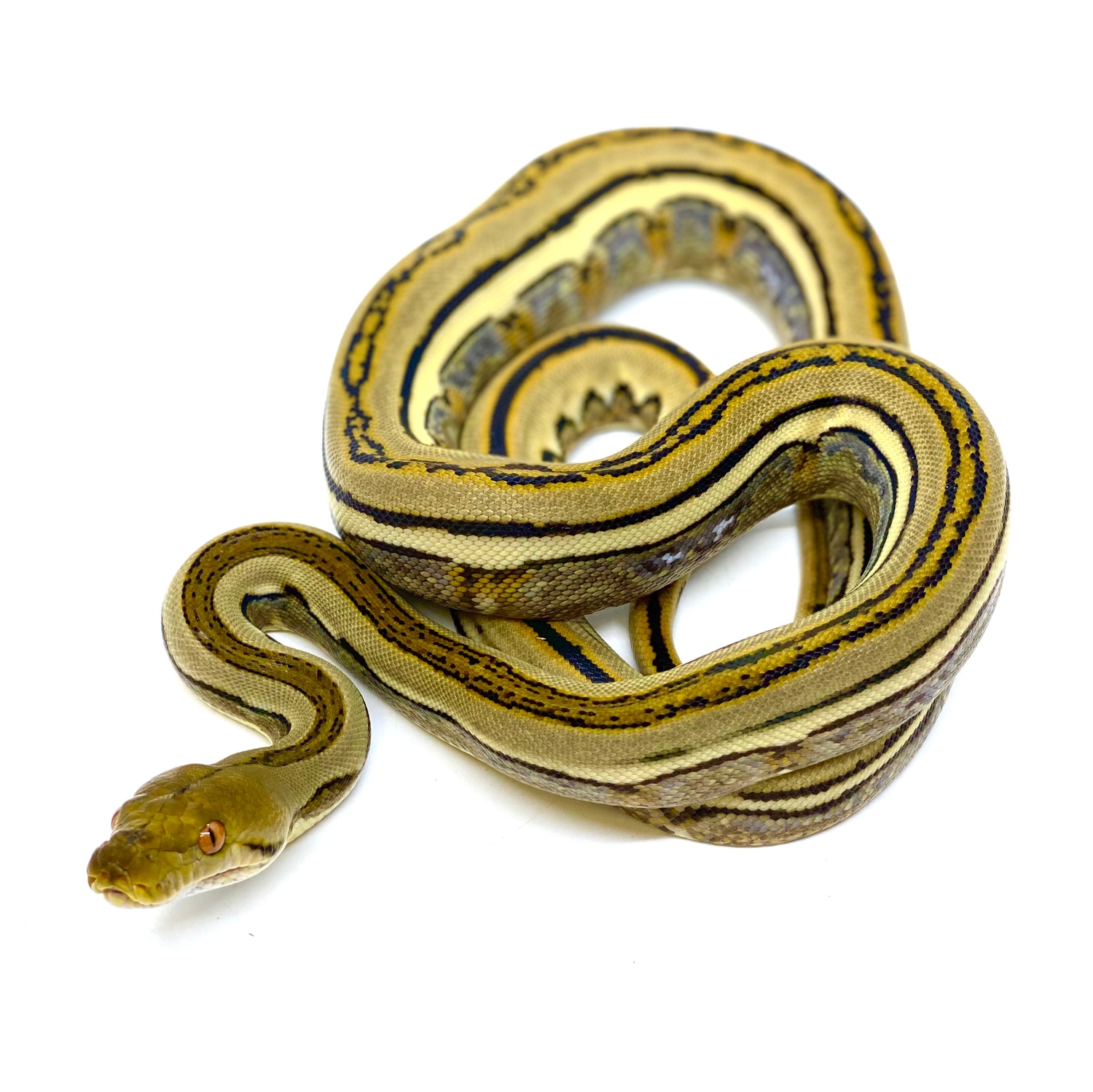 Genetic Stripe Het Albino Or Mocha Reticulated Python by Prehistoric ...