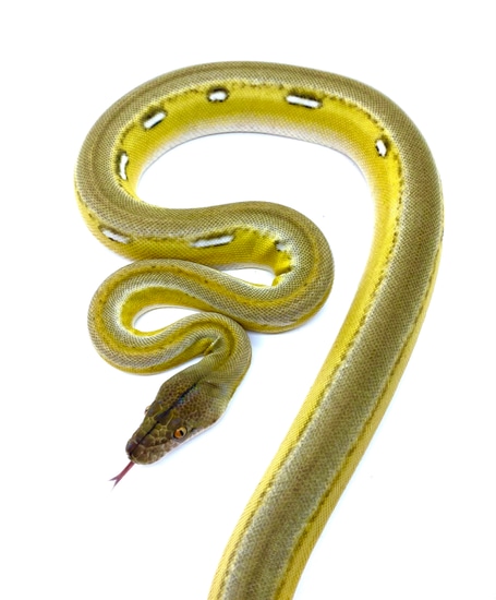 Platinum Titanium Reticulated Python by Prehistoric Pets
