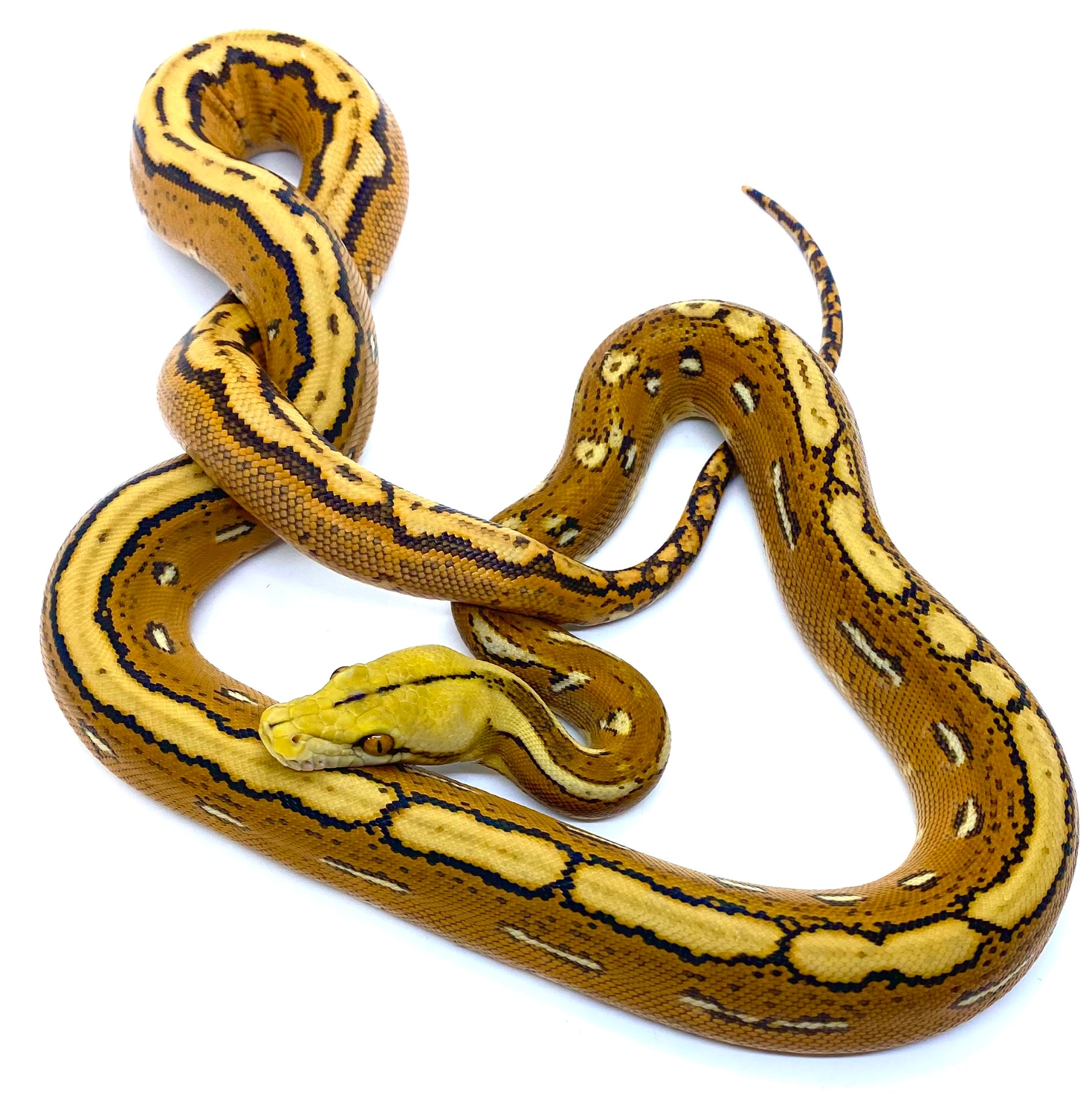Orange Ghost Stripe Reticulated Python by Prehistoric Pets - MorphMarket
