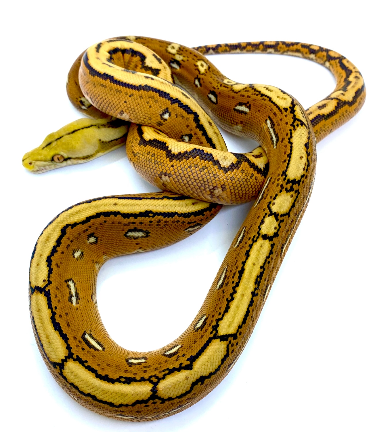 Orange Ghost Stripe Reticulated Python by Prehistoric Pets - MorphMarket