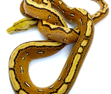 Orange Ghost Stripe Reticulated Python by Prehistoric Pets ...