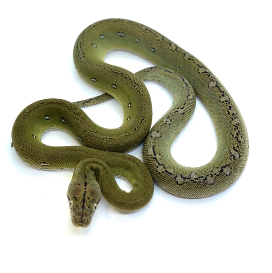 Anery Goldenchild Pos Het Snow Reticulated Python by Prehistoric Pets