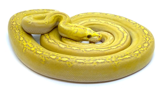 *breeder Package!* Albino Cows! 1.0 Lavender Sunfire Motley Phantom 0.1 ...