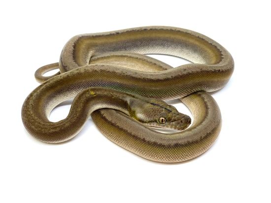 Sunfire Motley Titanium Pos Het Albino / Mocha Reticulated Python by ...