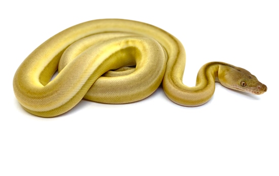 Platinum Tiger Titanium Pos Het Albino/Mocha Reticulated Python by ...