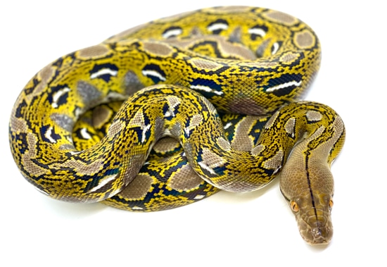 Het Orange Ghost Stripe Pos Citron Reticulated Python by Prehistoric Pets