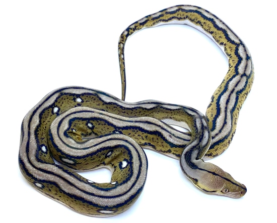 Motley Tiger Double Het Genetic Stripe/ Albino Or Mocha Reticulated ...