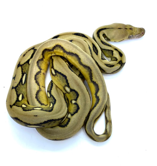 Suntiger Het Albino Reticulated Python by Prehistoric Pets