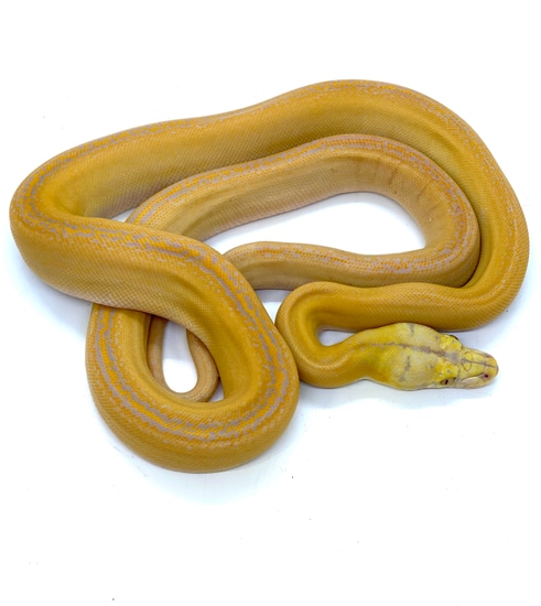 Lavender Albino Goldenchild Platinum Reticulated Python by Prehistoric Pets