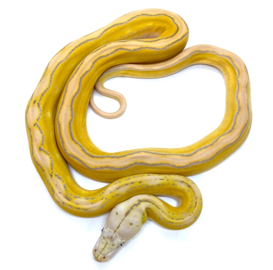 Lavender Super Sunfire Motley Reticulated Python by Prehistoric Pets