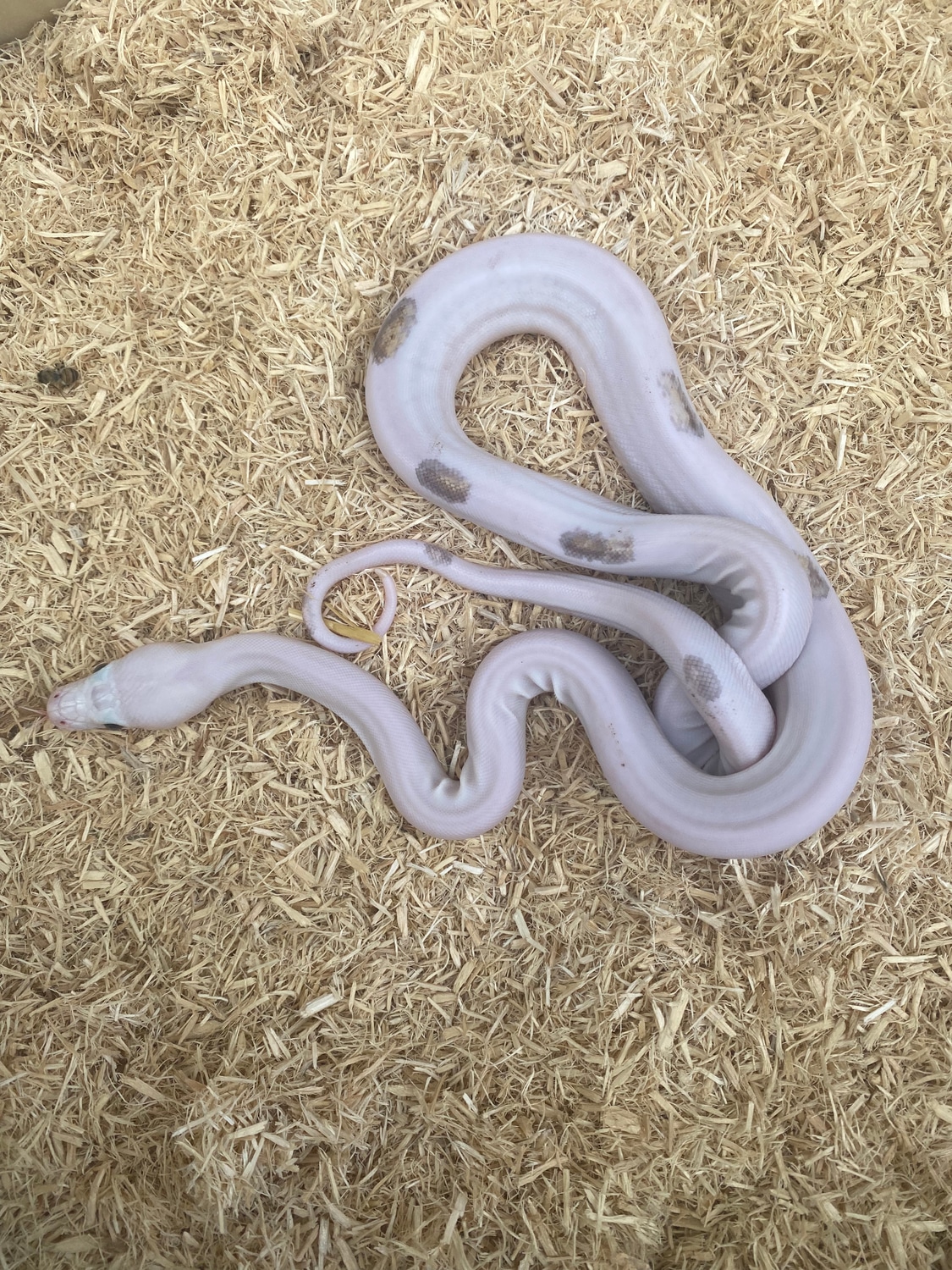 95% High White Pied Reticulated Python by Prehistoric Pets - MorphMarket
