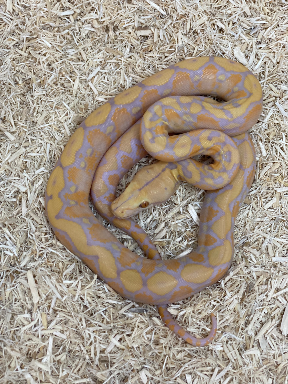 Lavender Albino Reticulated Python by Prehistoric Pets - MorphMarket