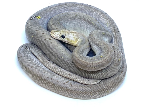 Super Motley W/ Size Reticulated Python by Prehistoric Pets
