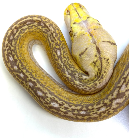 Purple Motley Marble Reticulated Python by Prehistoric Pets