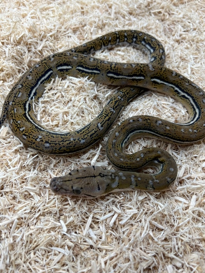 Anthrax Reticulated Python by Prehistoric Pets