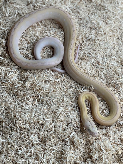 Snow Goldenchild Platinum Reticulated Python by Prehistoric Pets
