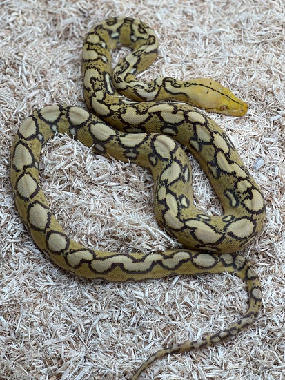 Mochino Sunfire Reticulated Python by Prehistoric Pets