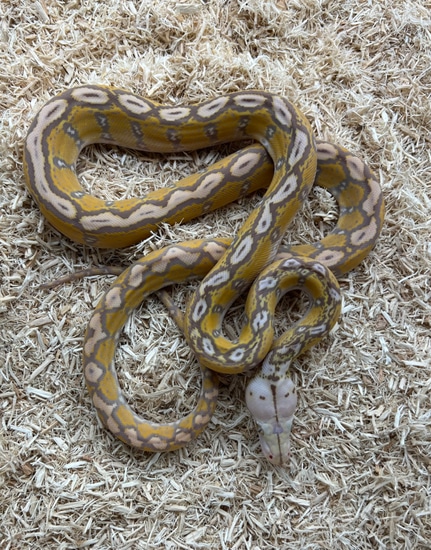 Purple Sun Motley Reticulated Python by Prehistoric Pets