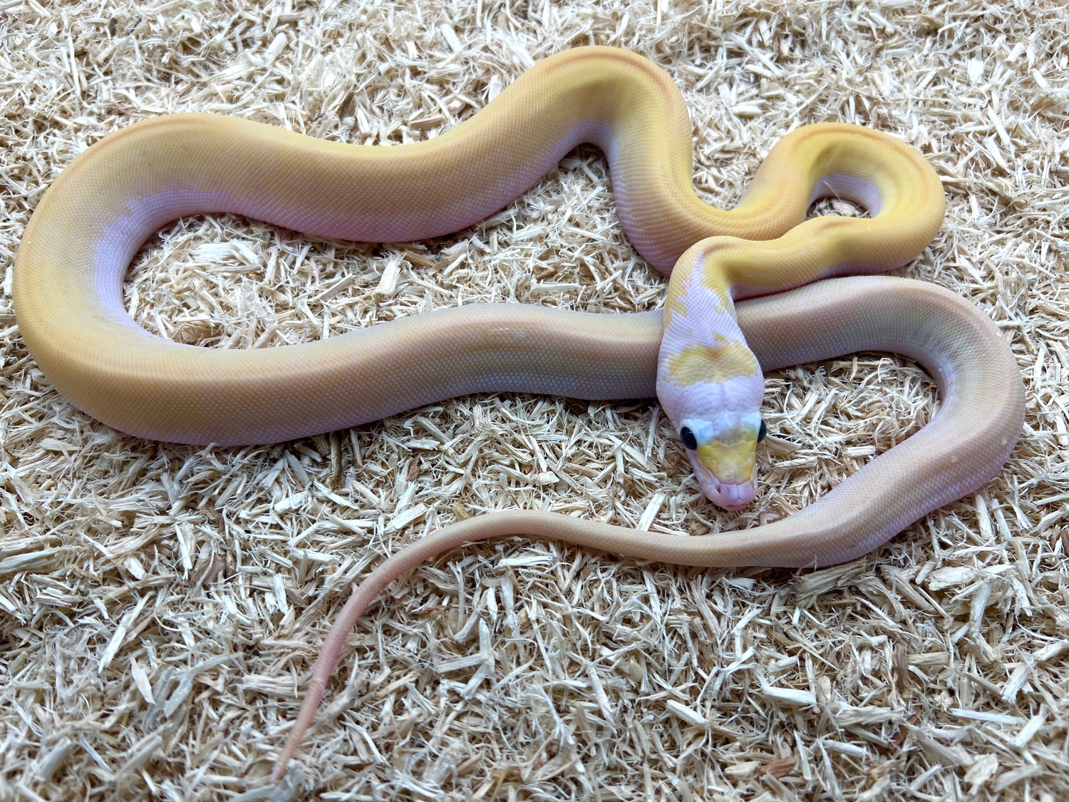 Ultra Sunfire Titanium Pos Motley Tiger Phantom Reticulated Python by ...