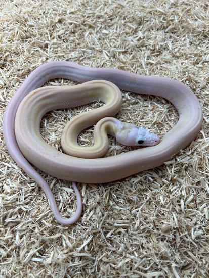 Citron Ultra Pos Motley Sunfire Tiger Phantom Titanium Reticulated ...