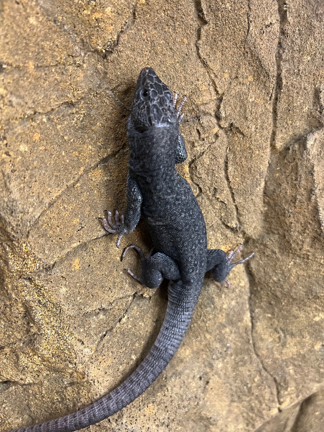 "Melanistic" Jeweled Lacerta More Lizard by Prehistoric Pets - MorphMarket
