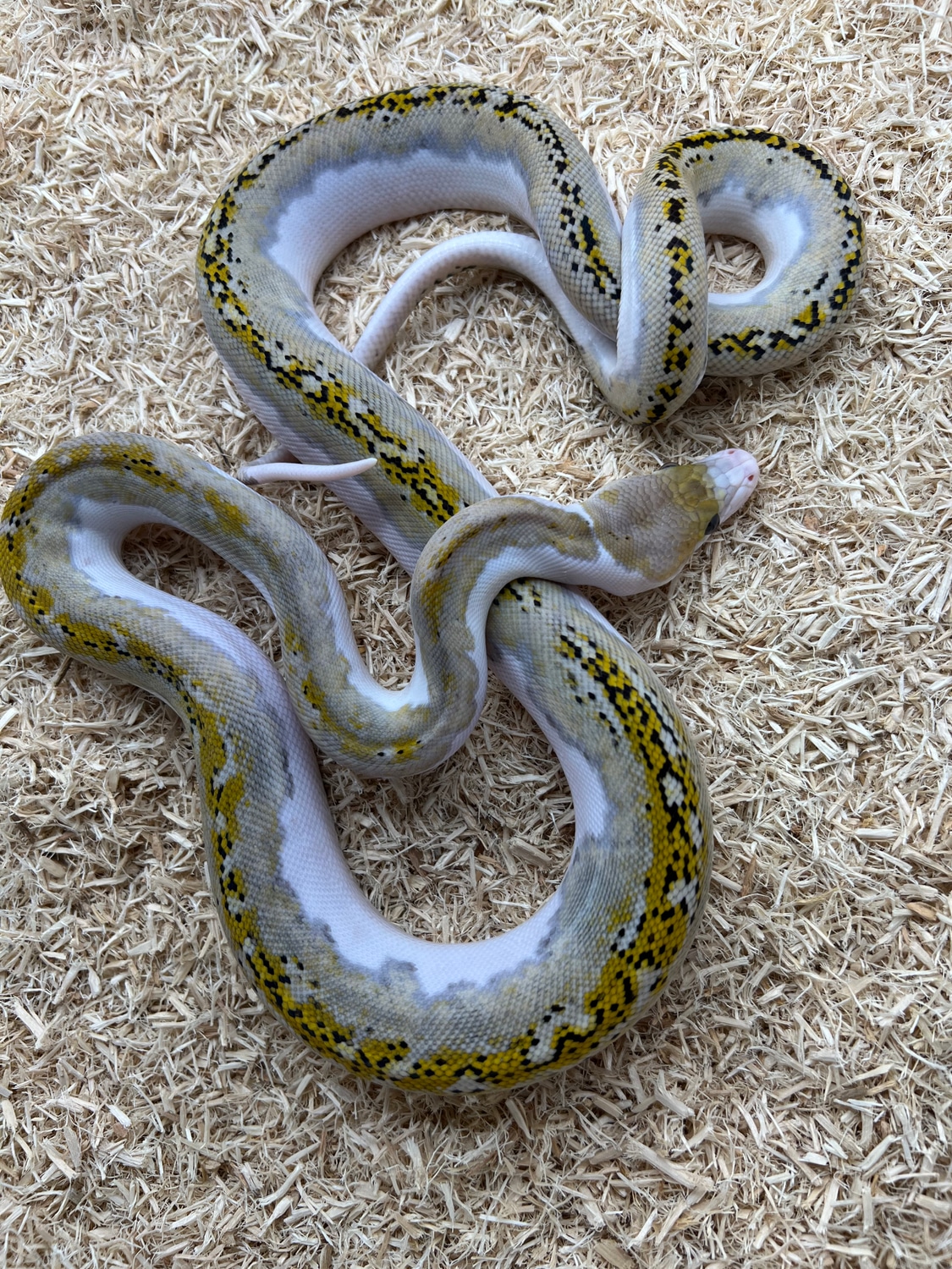 Platinum Pied Pos Citron Reticulated Python by Prehistoric Pets ...