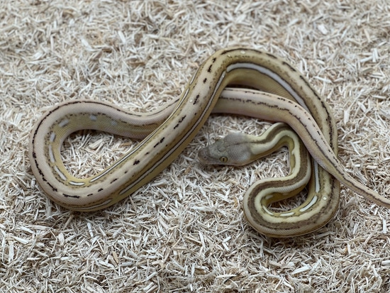 Citron Platinum Phantom Tiger Reticulated Python by Prehistoric Pets