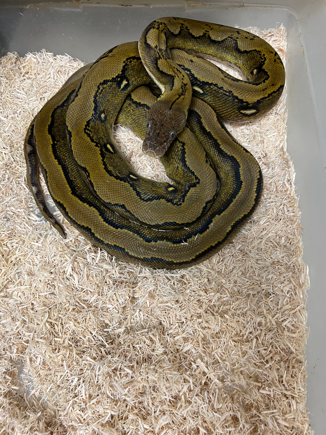 SALES OF THE WEEK!!! Dwarf Super Sunfire Pos Het Anery Reticulated ...
