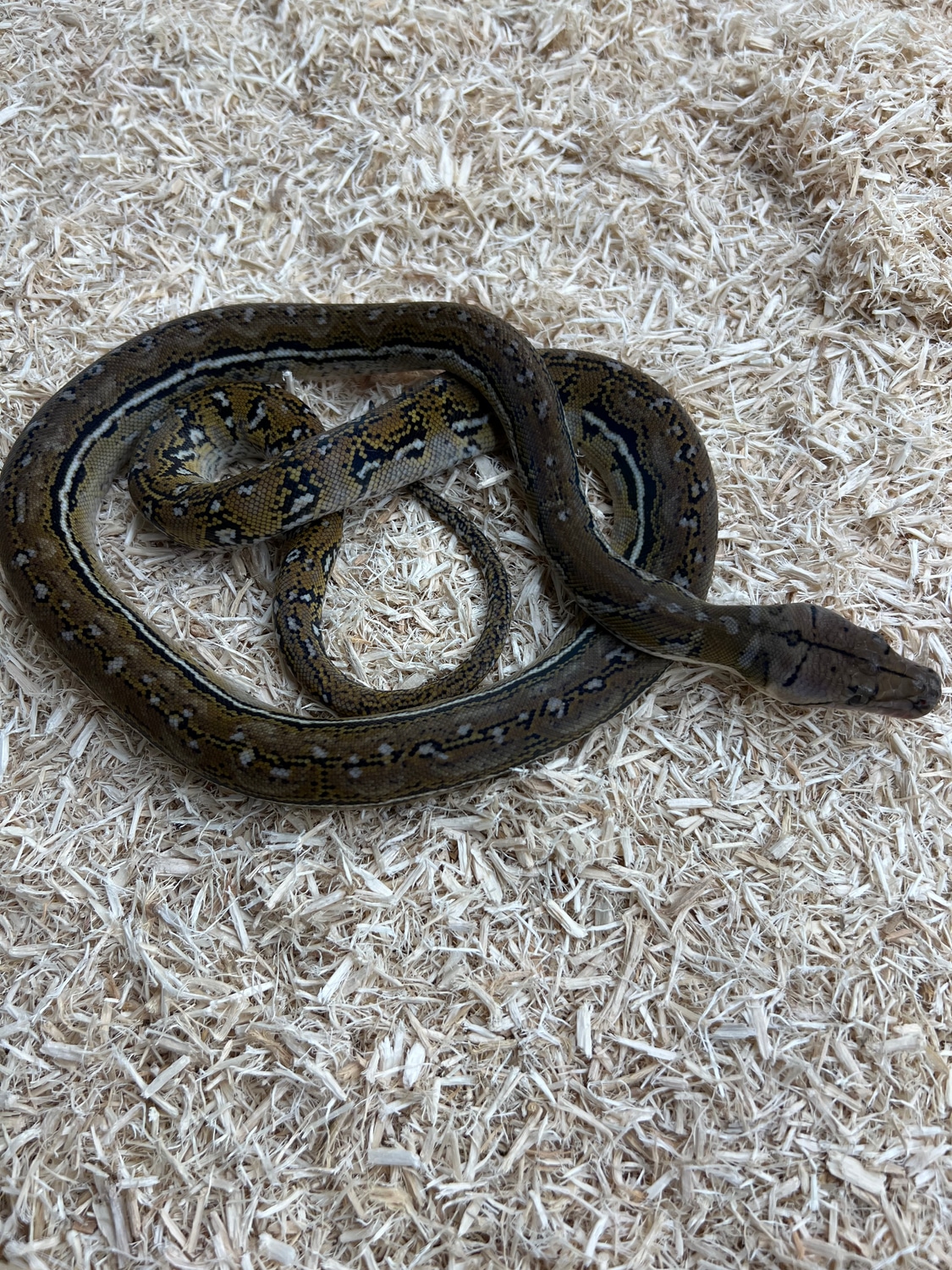 Anthrax Reticulated Python by Prehistoric Pets - MorphMarket