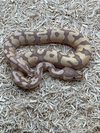 Coral Glow Orange Dream Ball Python by Prehistoric Pets
