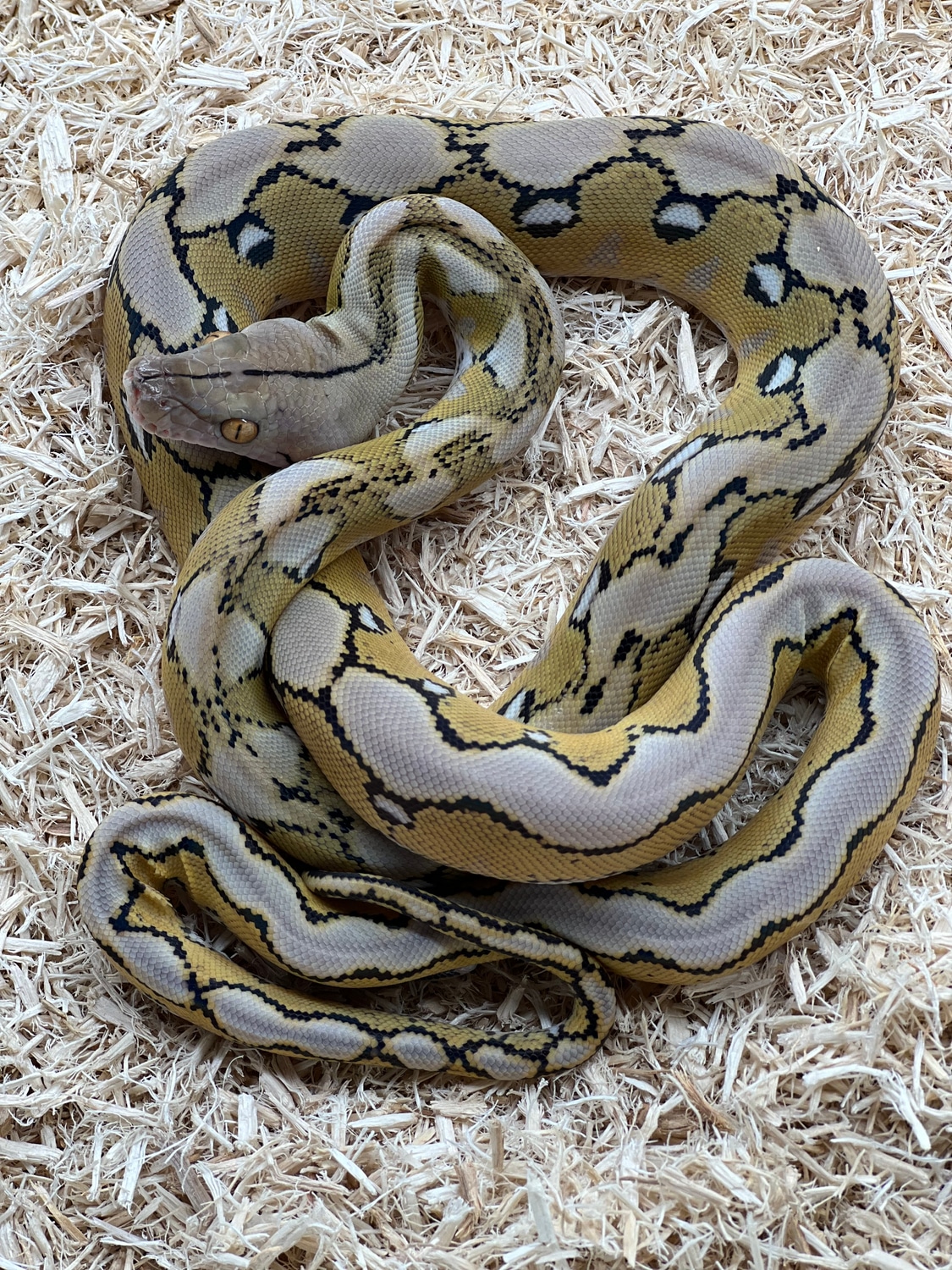 Jay's Pick Platinum Citron Reticulated Python by Prehistoric Pets ...