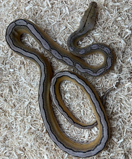 Sunplatty Motley 66% Pos Het OGS Reticulated Python by Prehistoric Pets