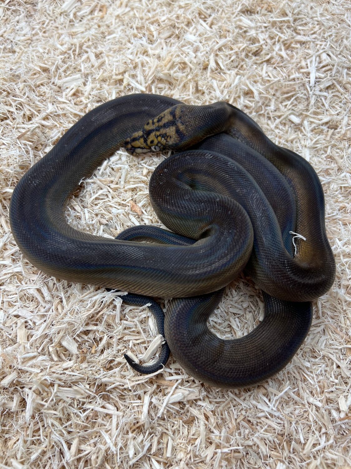 Motley Golden Sun 66% Pos Het OGS Reticulated Python by Prehistoric ...