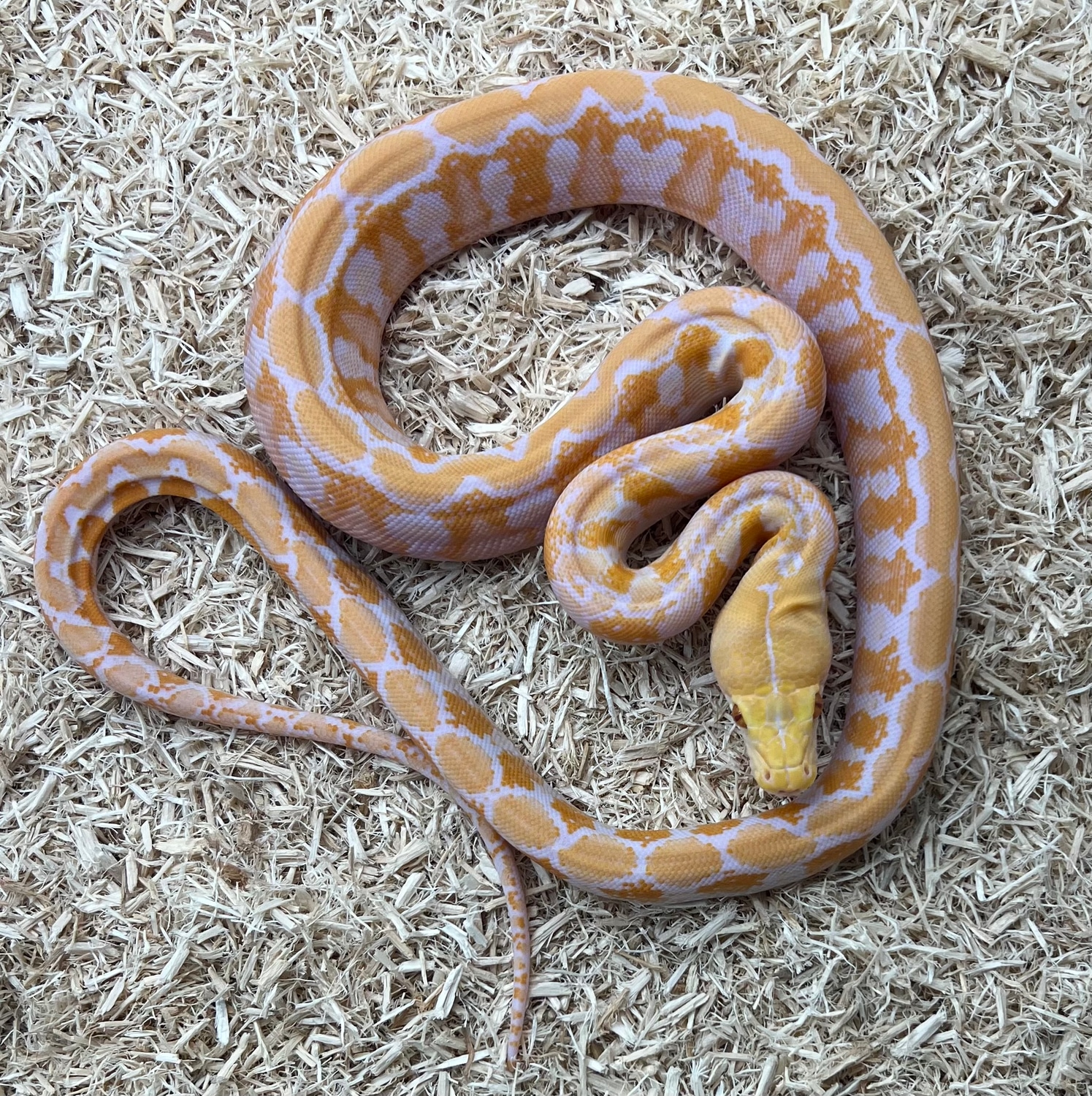 White 66% Het OGS (Probable Het) Reticulated Python by Prehistoric Pets ...