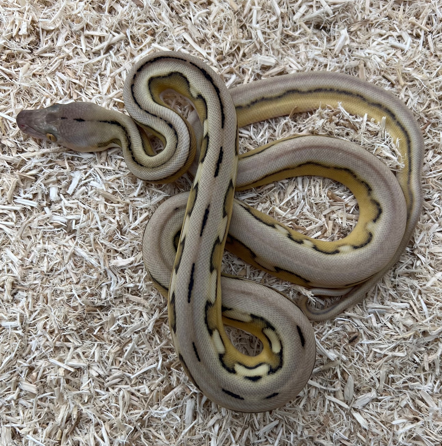 Jay's Pick Sunplatty Tiger Citron Reticulated Python by Prehistoric ...