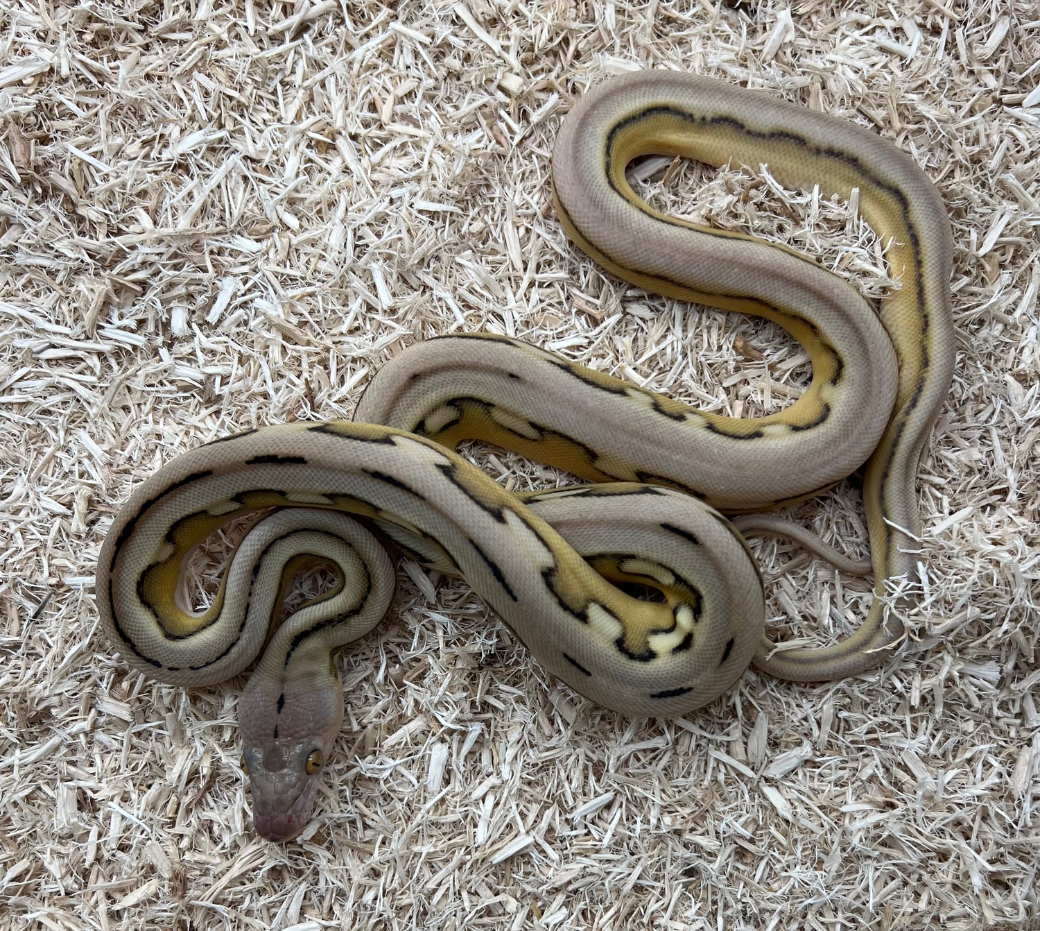 Jay's Pick Sunplatty Tiger Citron Reticulated Python by Prehistoric ...