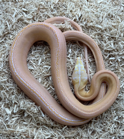 White Platinum Motley Golden 66% Pos Het OGS Reticulated Python by ...