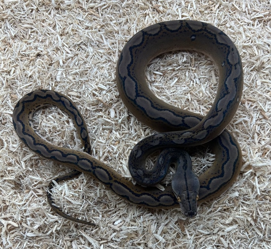 Motley Citron Reticulated Python by Prehistoric Pets