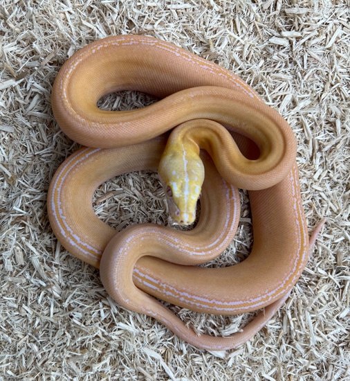 White Platinum Motley 66% Pos Het OGS Reticulated Python by Prehistoric ...