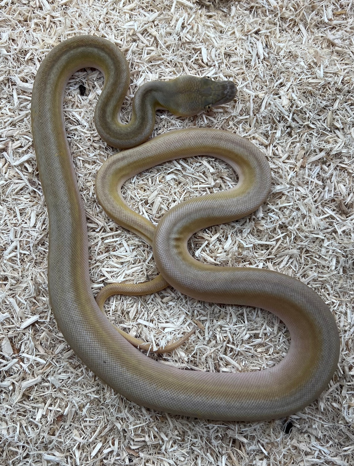 Platinum Titanium Pos Phantom Pos Het Albino Reticulated Python by ...
