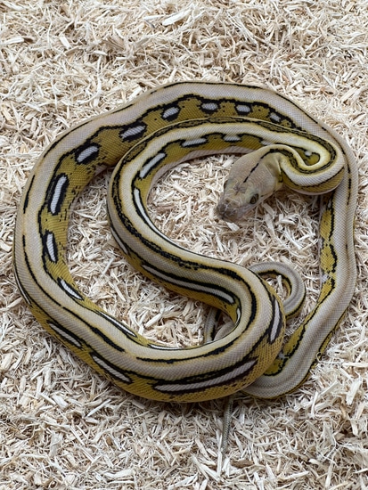 Platinum Tiger Pos Citron Het Pied Reticulated Python by Prehistoric Pets