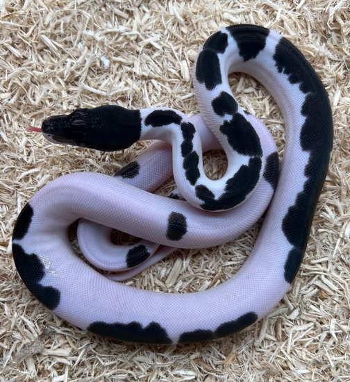 Panda Pied Reticulated Python by Prehistoric Pets