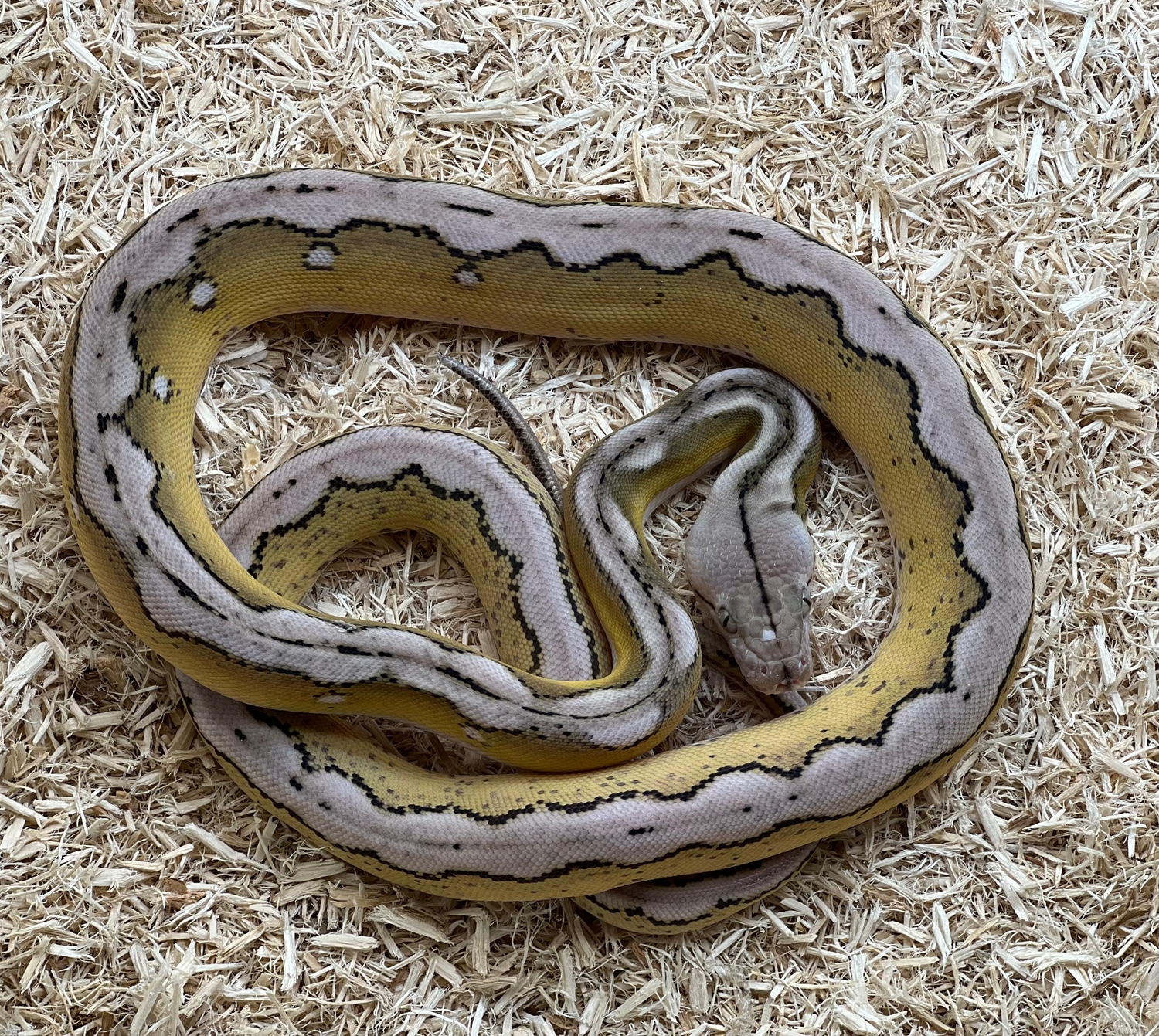 Citron Platinum Motley Reticulated Python by Prehistoric Pets - MorphMarket